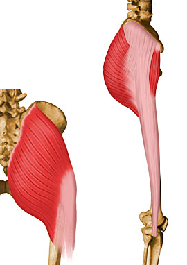 Músculos de la pelvis
