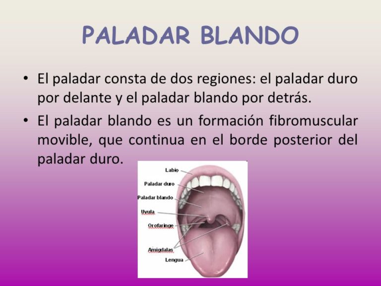 33- Paladar duro y blando - www.SacroCráneo.es