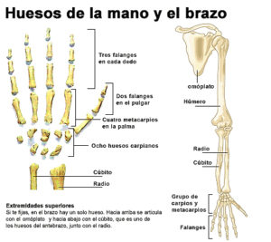 47- Hombro, brazo y mano - www.SacroCráneo.es