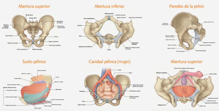 48- La pelvis, anatomía - www.SacroCráneo.es