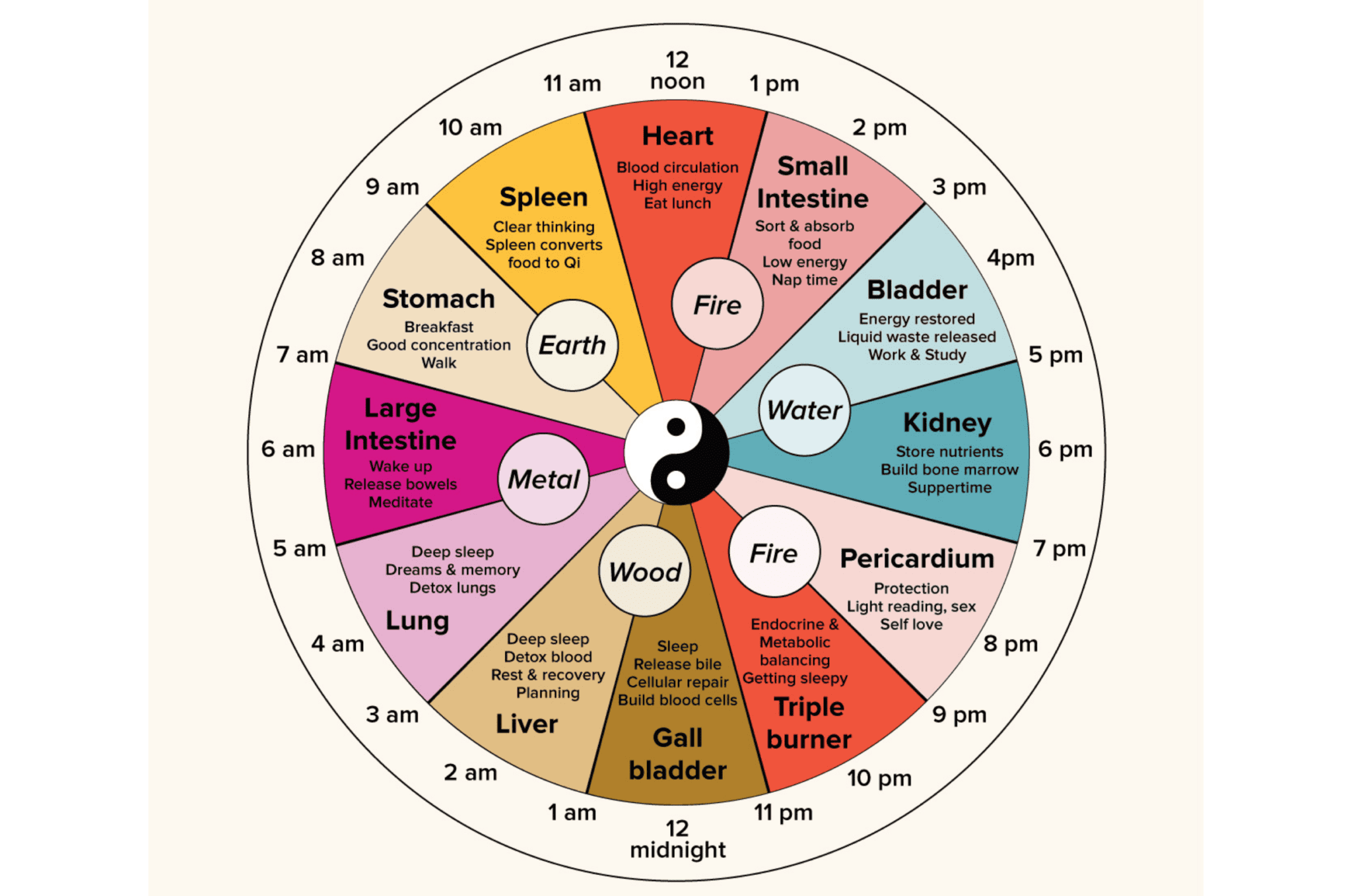 Meridianos y los ciclos horarios - www.SacroCráneo.es